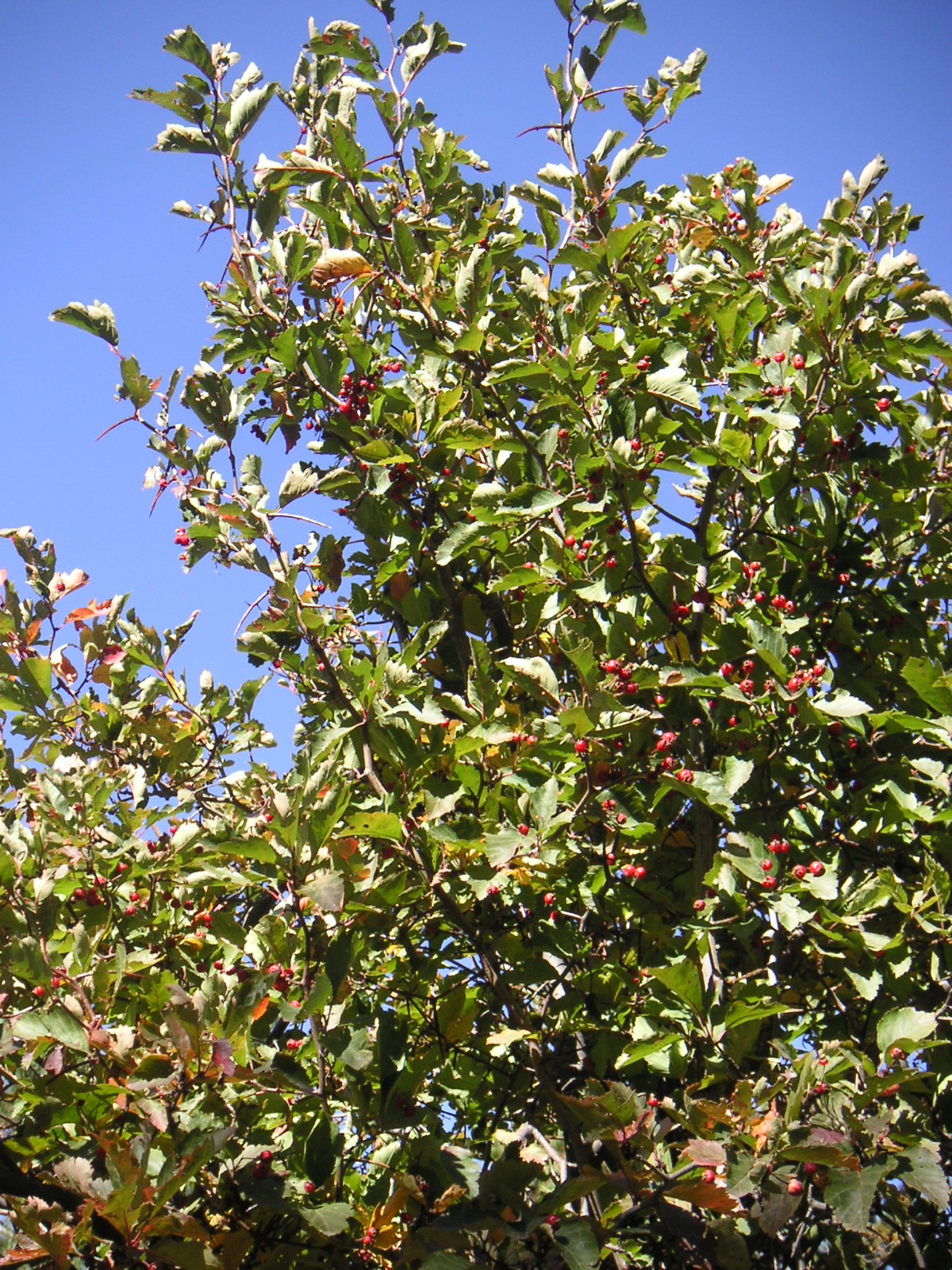 Wyoming’s Native Crataegus Tree – Wyoming Life