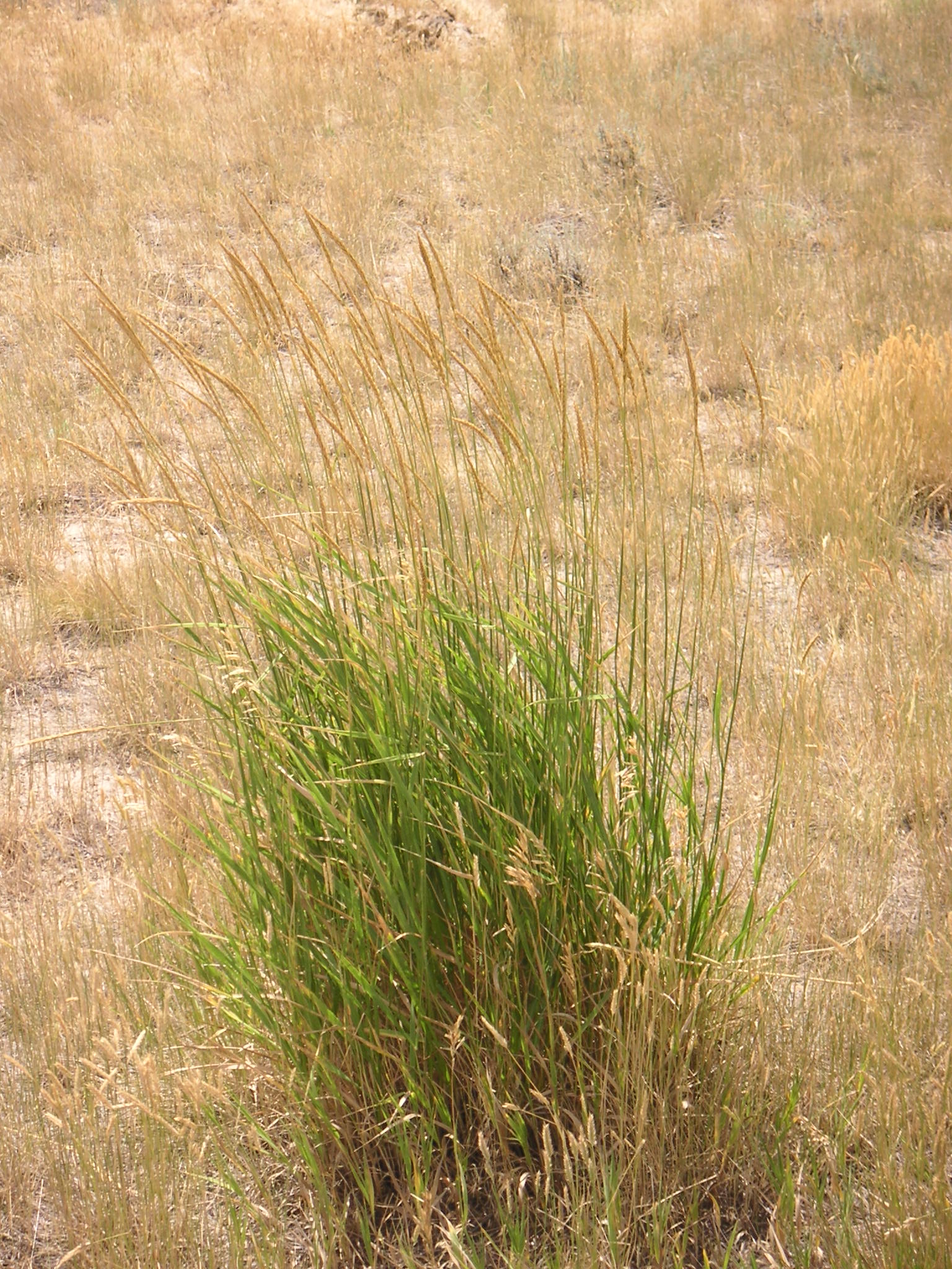 Native Plant List for Wyoming – Wyoming Life