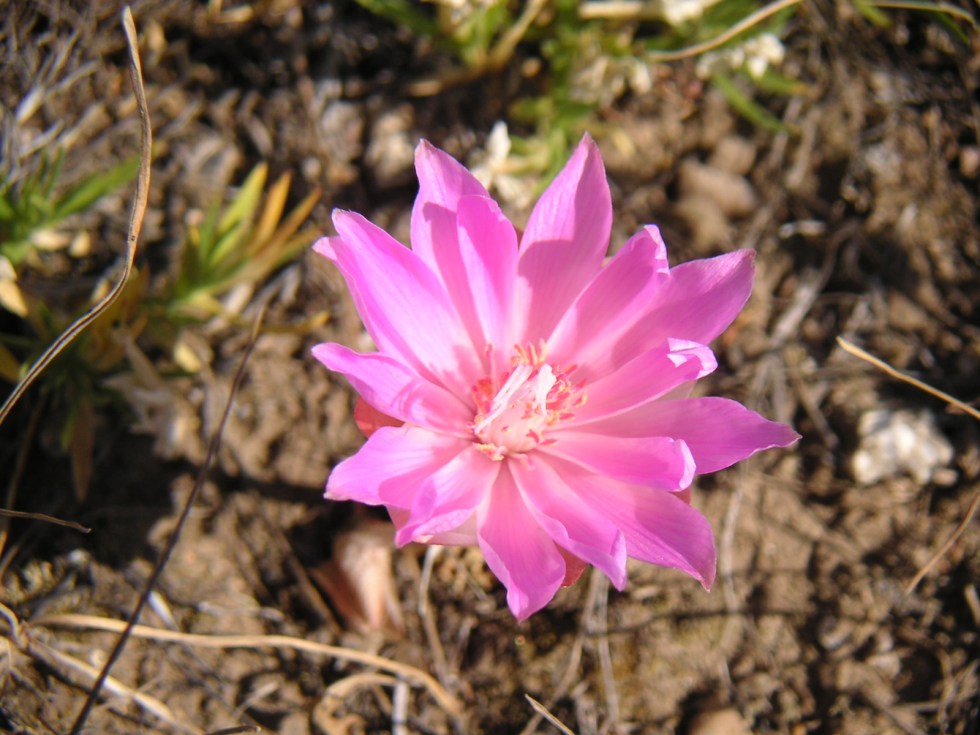 Lewisia rediviva: Legendary Native Plant – Wyoming Life